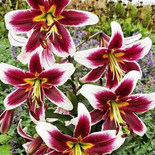 Лилия Беверли Дрим 1 шт