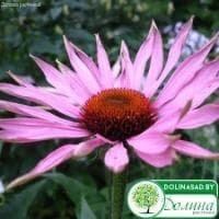 Эхинацея Пурпурная Ливадия (0,3гр.), Szkolka roslin A.M, Польша