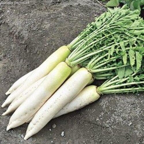 Дайкон Японский Белый Длинный (1 гр.), Гавриш, Россия