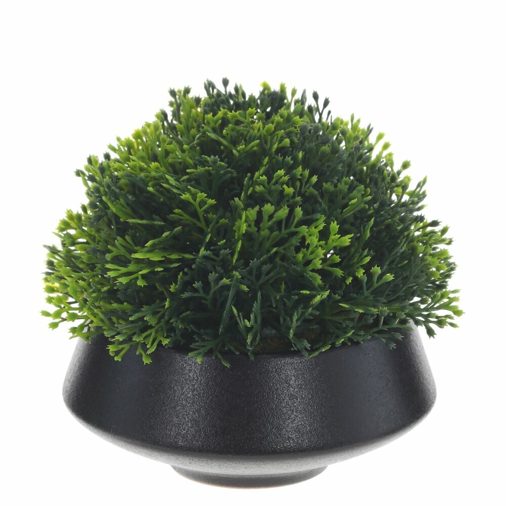 Цветочная композиция "Самшит", L12 W12 H11 см