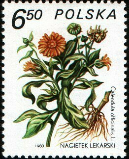 (1980-047) Марка Польша "Календула лекарственная" Лекарственное растение III O