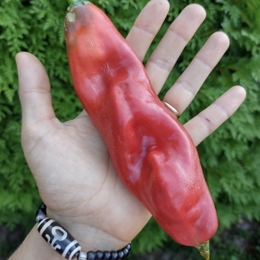 Семена Орешка Перец острый Aji Chicotillo 5 ШТ