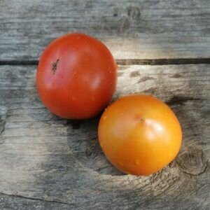 Коллекционные семена томата Египетский Эллис