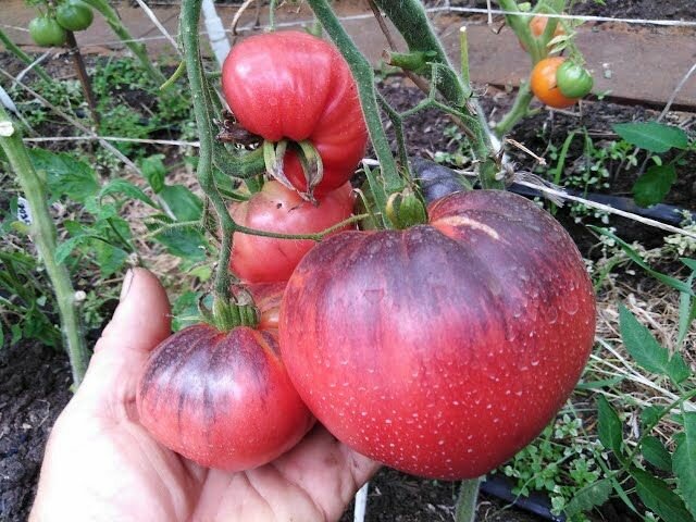 Коллекционные семена томата Сержант Марли 2023