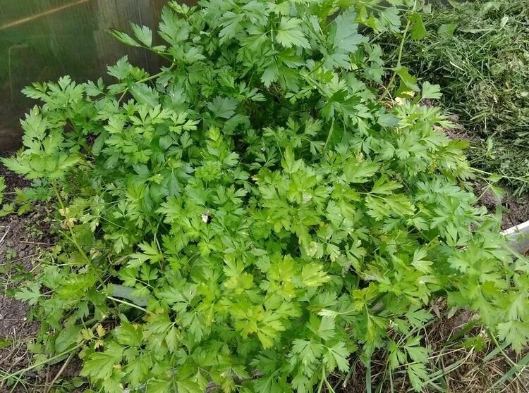 Коллекционные семена петрушки Нежность