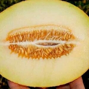 Коллекционные семена дыни F1 Карамельная