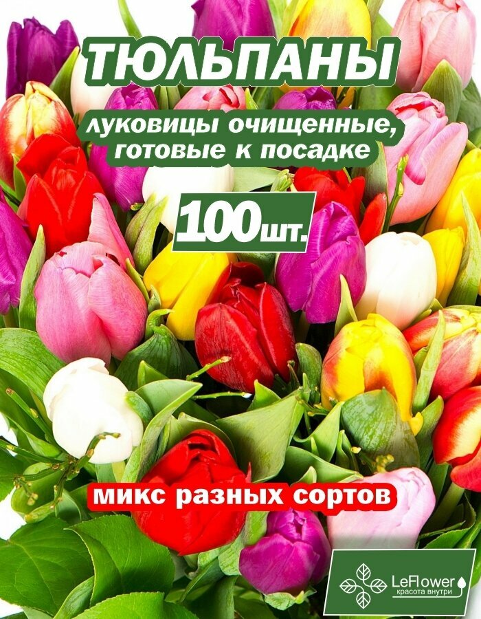 Тюльпан Луковица, Микс сортов, 100шт (LeFlower)