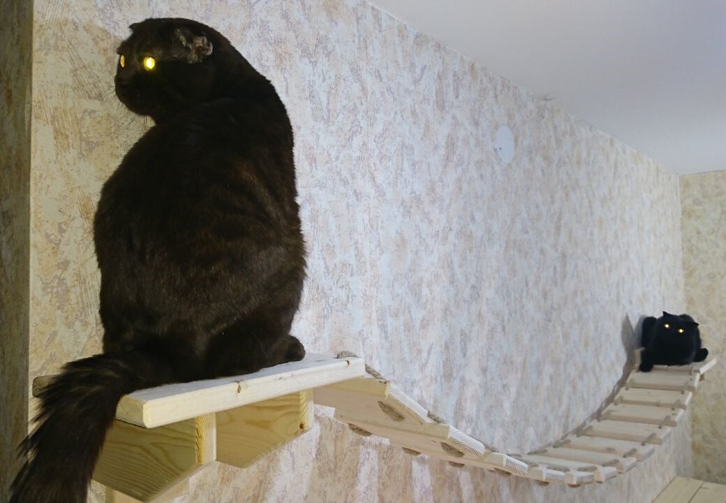 Настенный мостик для котиков, длинной до 2,2 метра. Подвесная лесенка для котов и кошек из массива дерева.