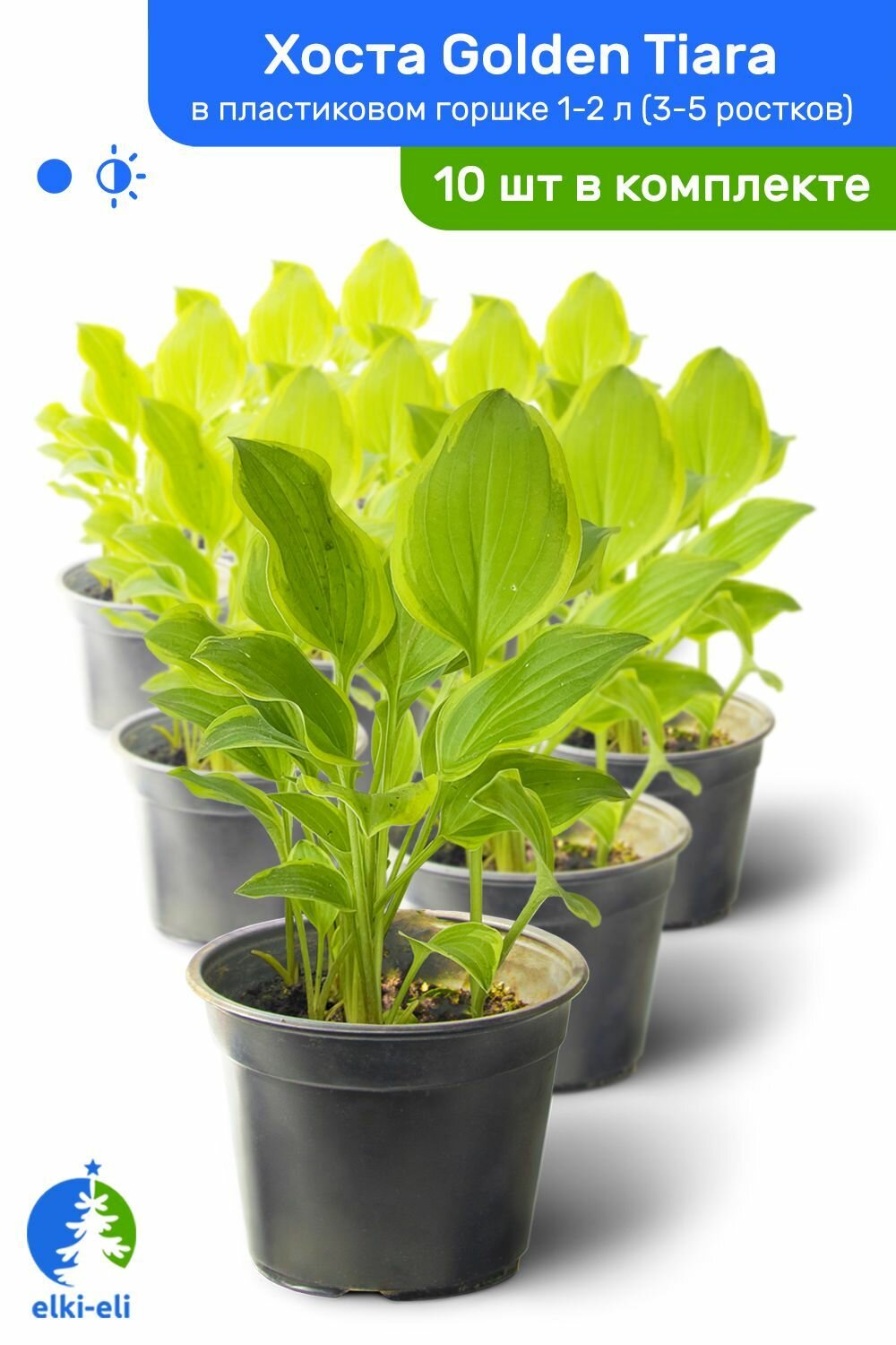 Хоста Golden Tiara (Голден Тиара) в пластиковом горшке 1-2 л, травянистый многолетник, саженец, комплект из 10 шт