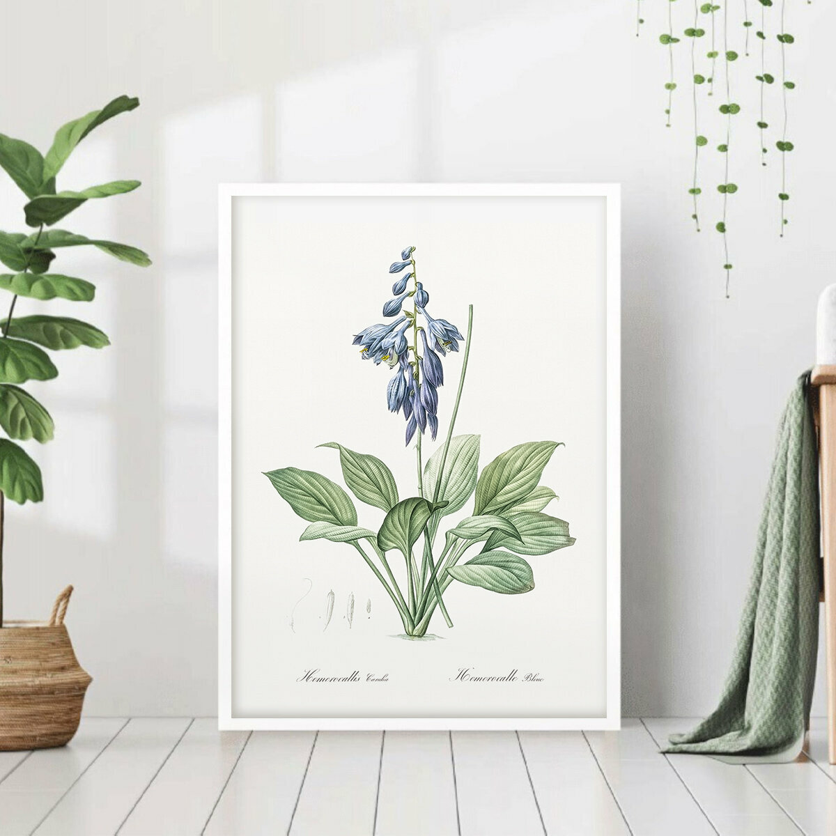 Постер "Хоста ботаническая иллюстрация " в белой рамке 40x50 см для интерьера на стену
