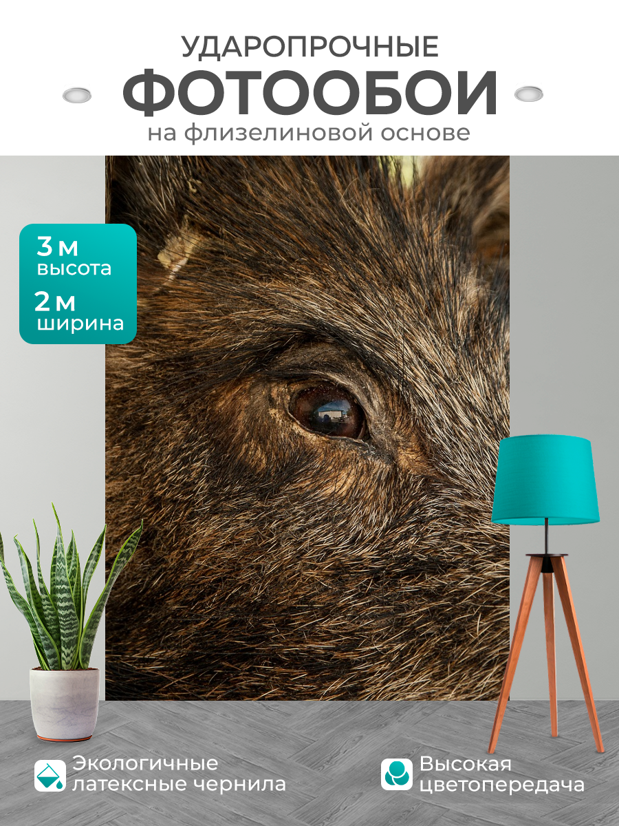 Фотообои моющиеся ударопрочные "Кабан, охота, игра" 200x300 см. флизелиновые на стену