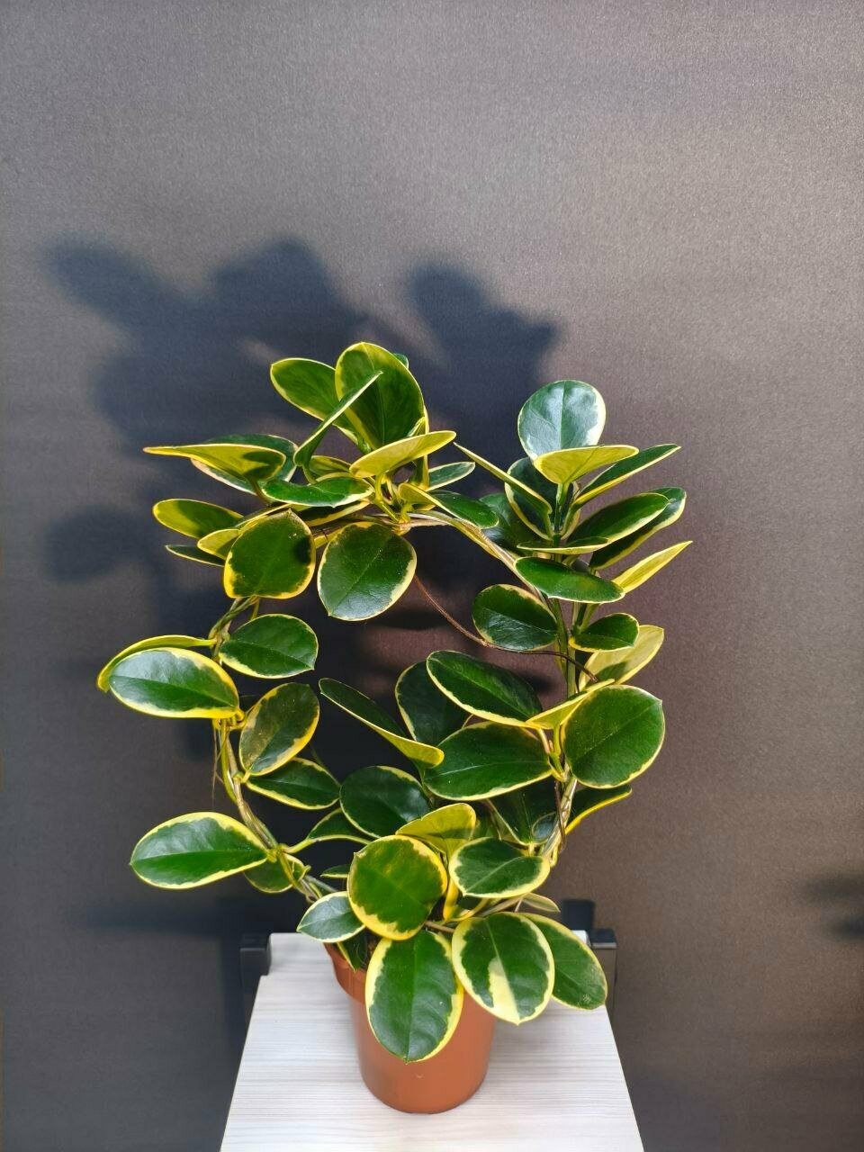 Комнатное растение Тюльпан Маркет "Хойя", восковой плющ, 40см, D12