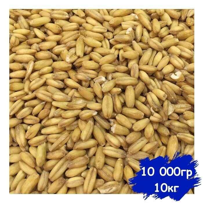 Овес (кубанский) для заваривания и проращивания, Микрозелень для проращивания 10 000 гр, 10 кг