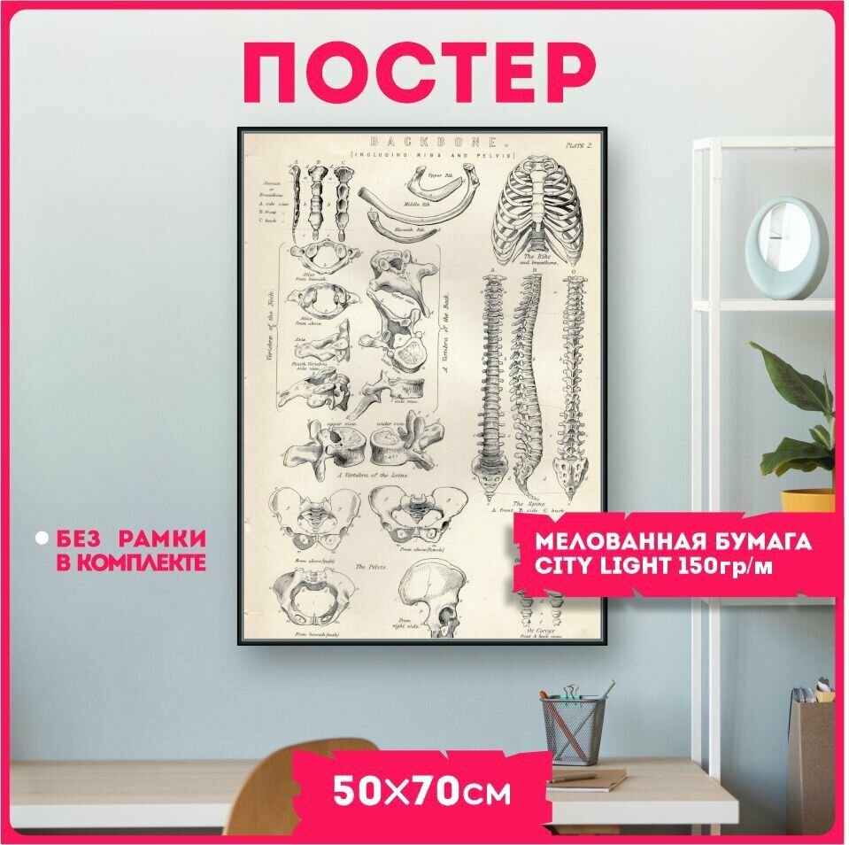 Постеры на стену Анатомия строение тела