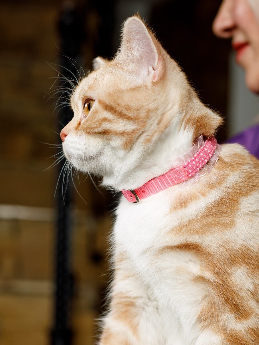 Ошейник безопасный элегантный Japan Premium Pet в дворянском стиле c рюшечками с системой защиты от удушения, розовый