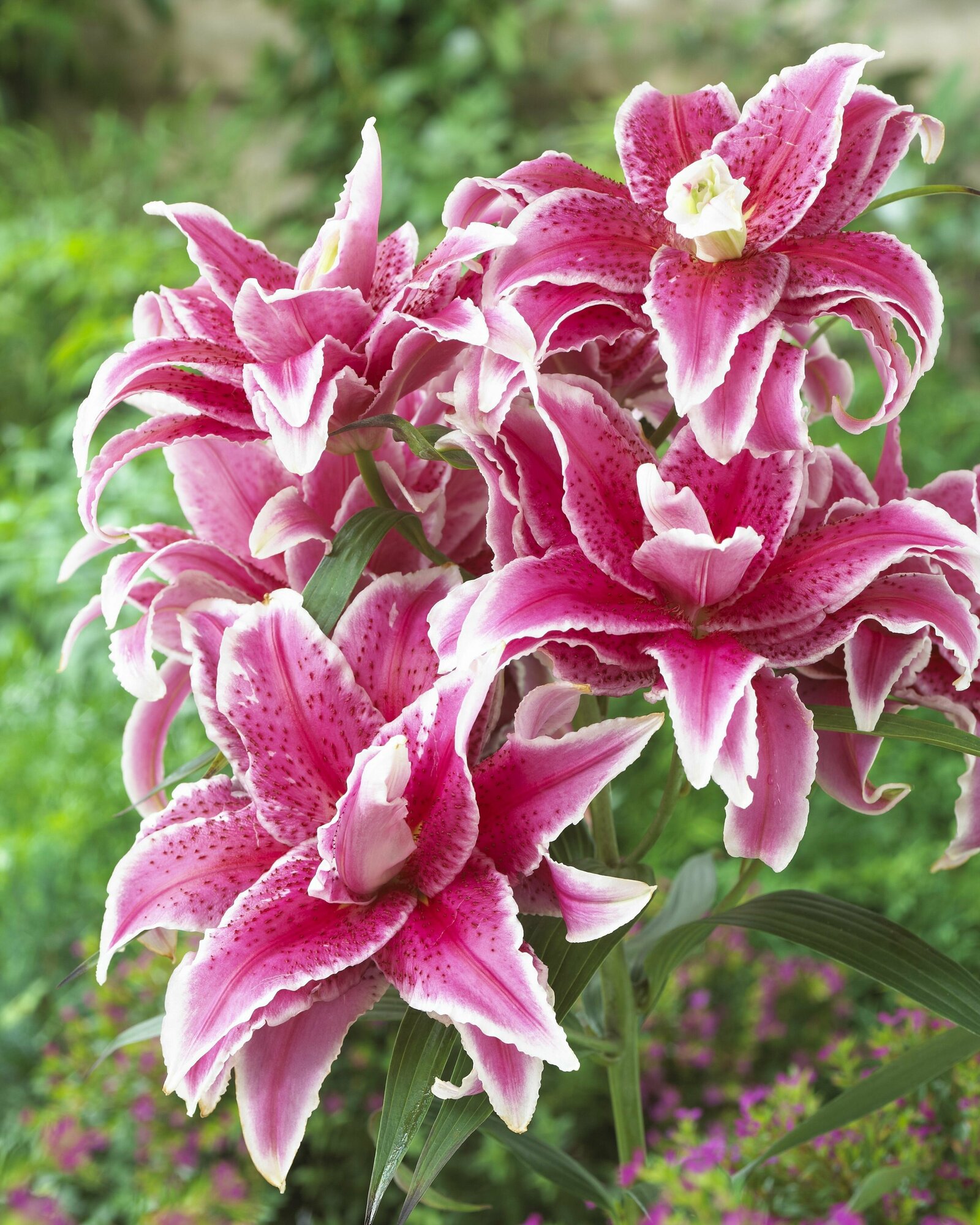 Лилия Roselily Нова 5 шт