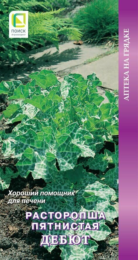 Расторопша пятнистая Дебют Поиск