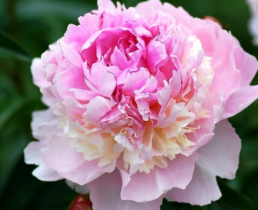 Пион Eden's Perfume 1 шт.