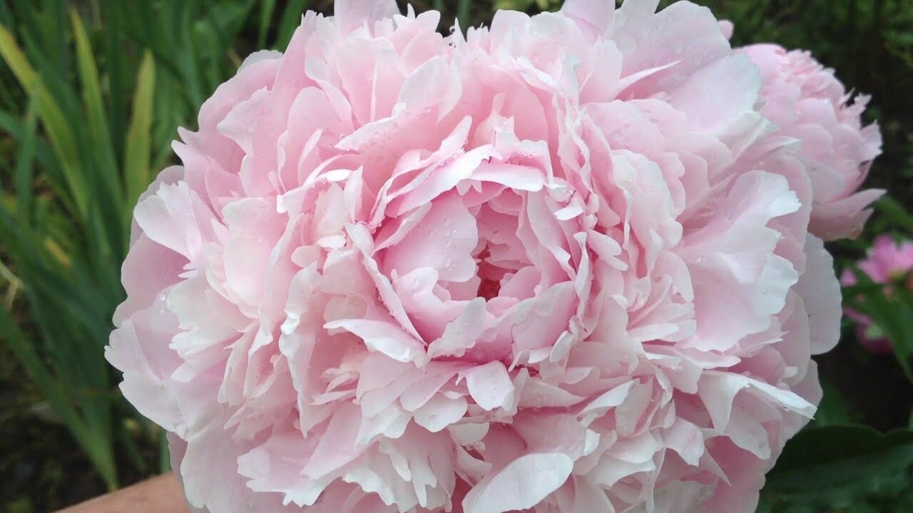 Пион Alice Harding