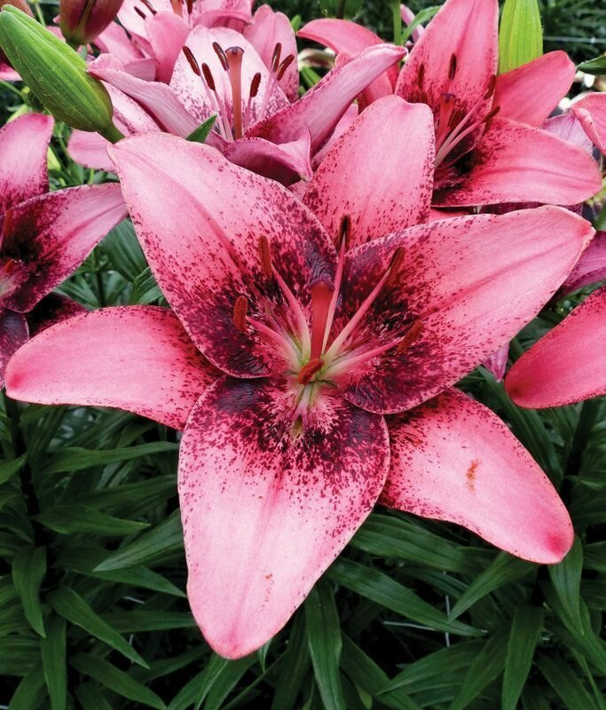 Лилия Пурпл Дрим 1 шт.