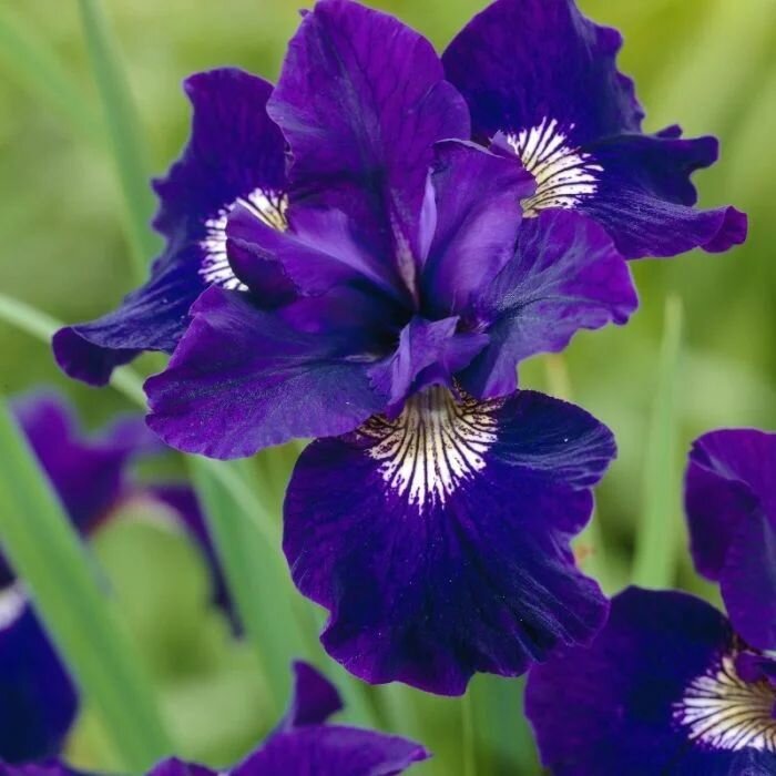 Ирис сибирский Ширлей Поуп луковицы, клубни, корни цветов