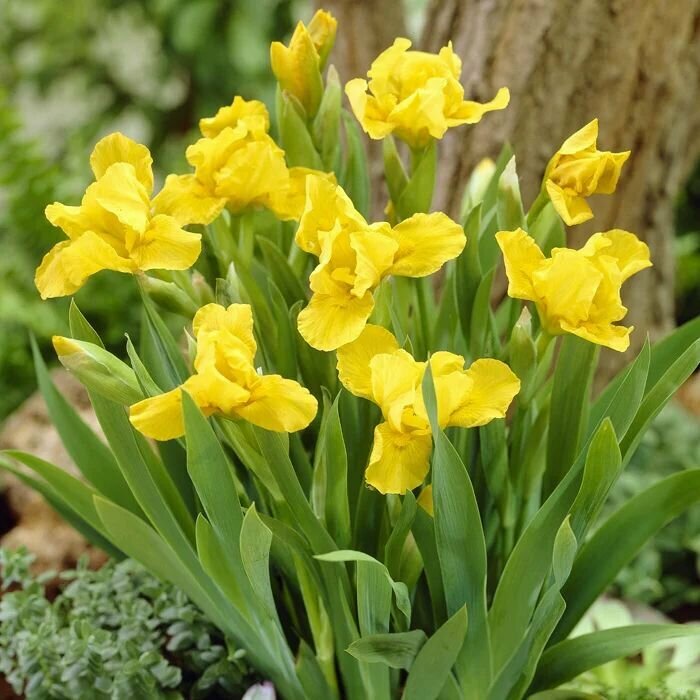 Ирис карликовый Брасси луковицы, клубни, корни цветов