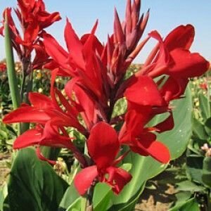 Канна Firebird 1 шт. луковицы, клубни, корни цветов