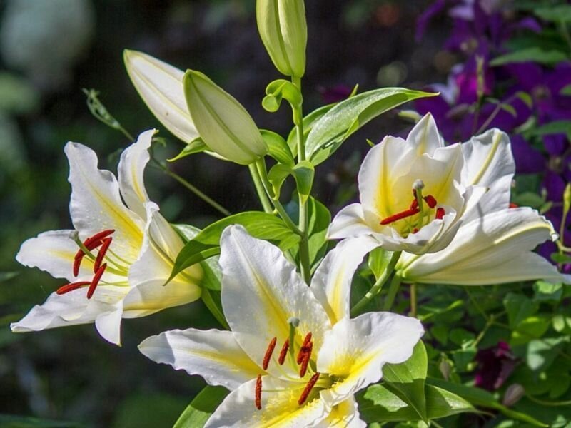 Лилия восточная Баферрари луковицы, клубни, корни цветов