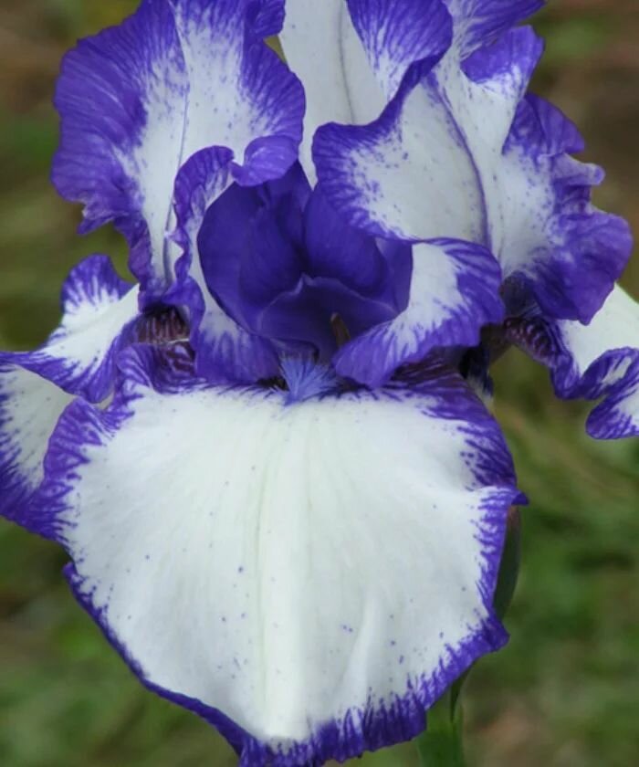 Ирис бородатый Рер Идишн луковица