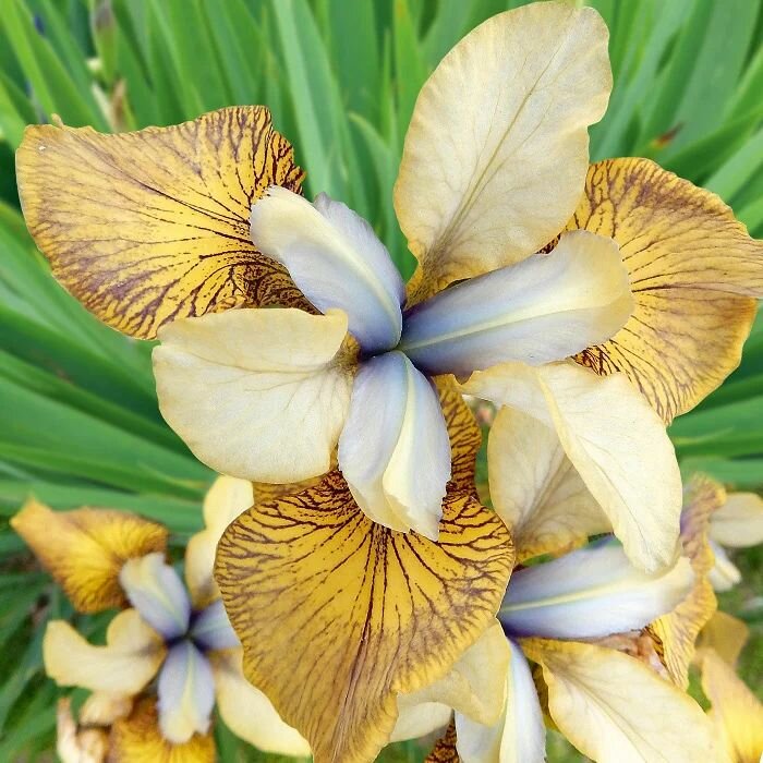 Ирис сибирский Флаинг Файдлесс луковицы, клубни, корни цветов