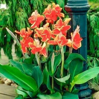 Канна Люцифер луковицы, клубни, корни цветов