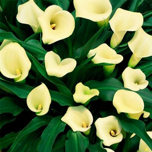 Калла Минт Джулеп 1шт