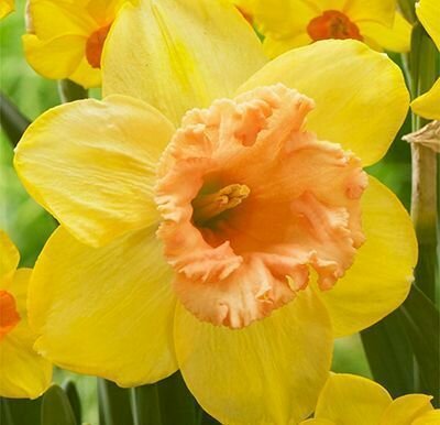 Нарцисс Колор Ран 5шт.