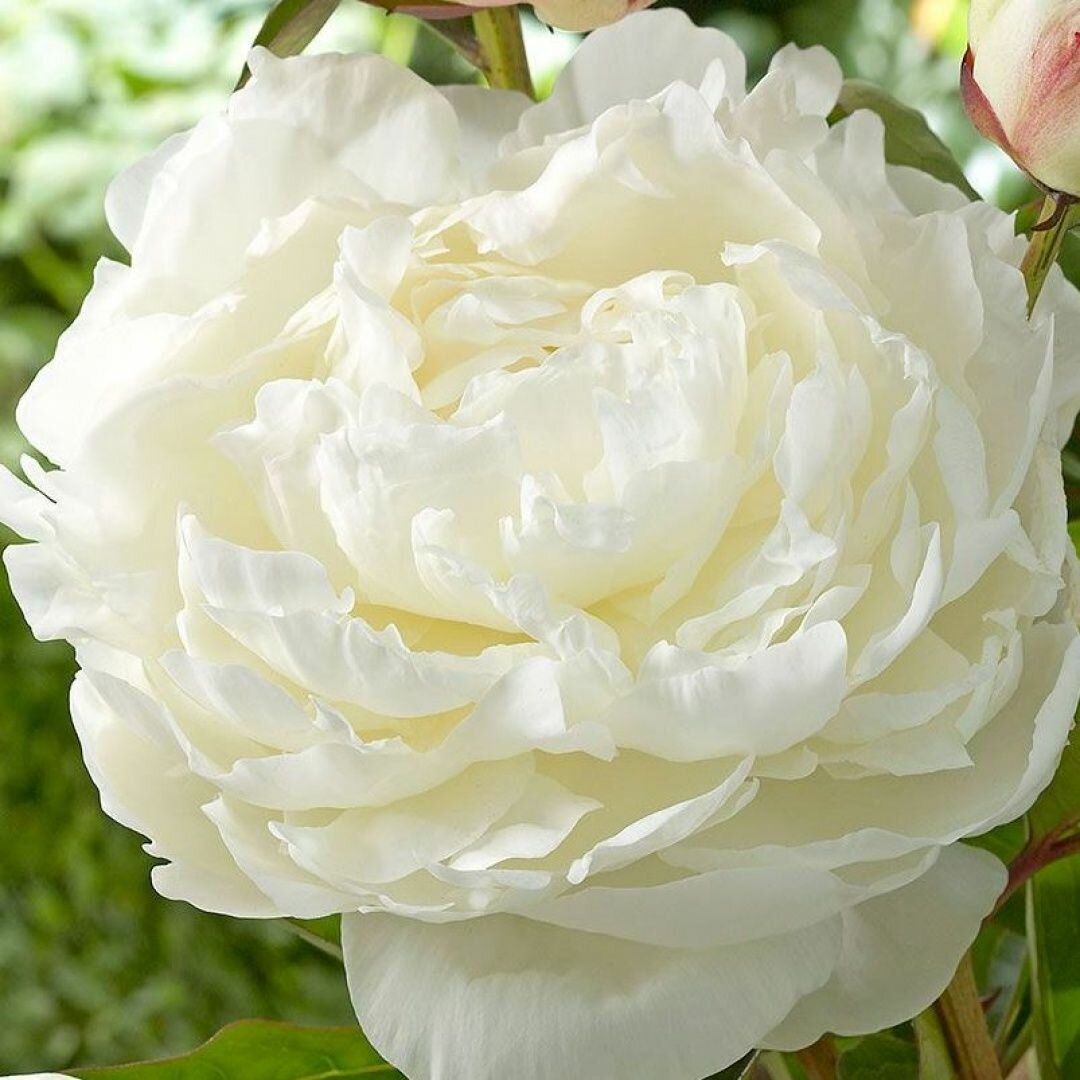 Пион Эльза Сасс 1 шт