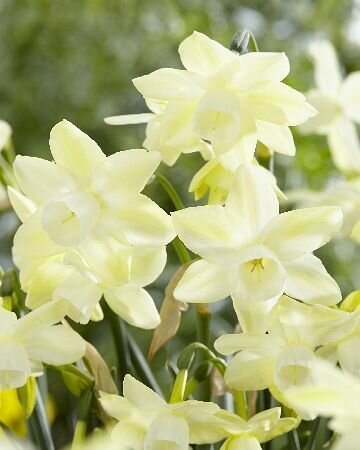 Нарцисс Мунлайт Сенсейшн 8шт.