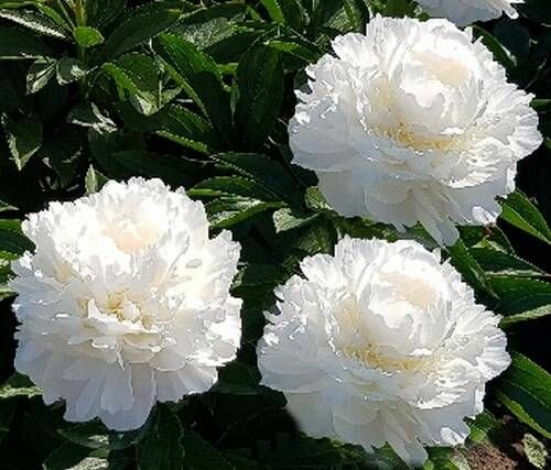 Пион древовидный Вайт луковицы, клубни, корни цветов