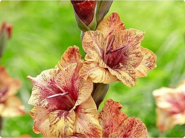 Гладиолус Брюнетте 1шт