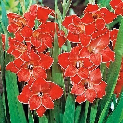 Гладиолус Атом 1шт