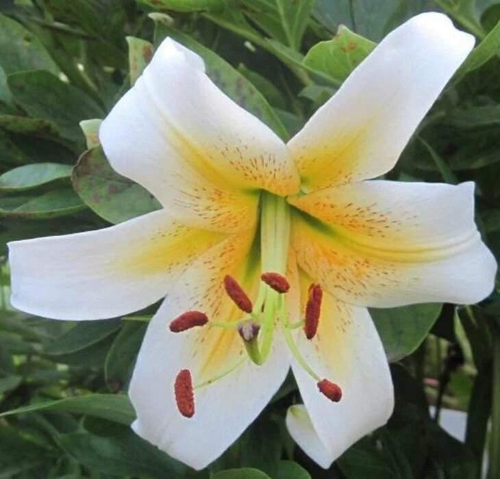 Лилия Мистер Писташ (Мистер Фисташ) 1 шт