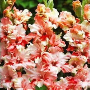 Гладиолус Фриззл Баттерфляй 1шт