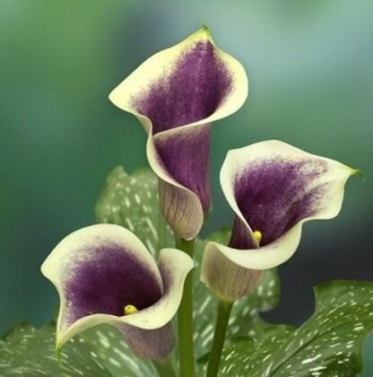 Калла Amethyst 1шт