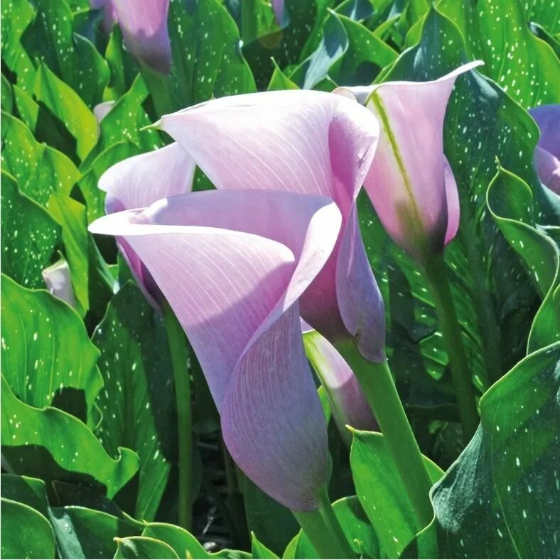 Калла Капитан Виолетта 1шт