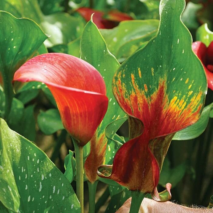 Калла Красный свет 1шт