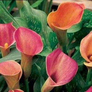 Калла Антик 1шт