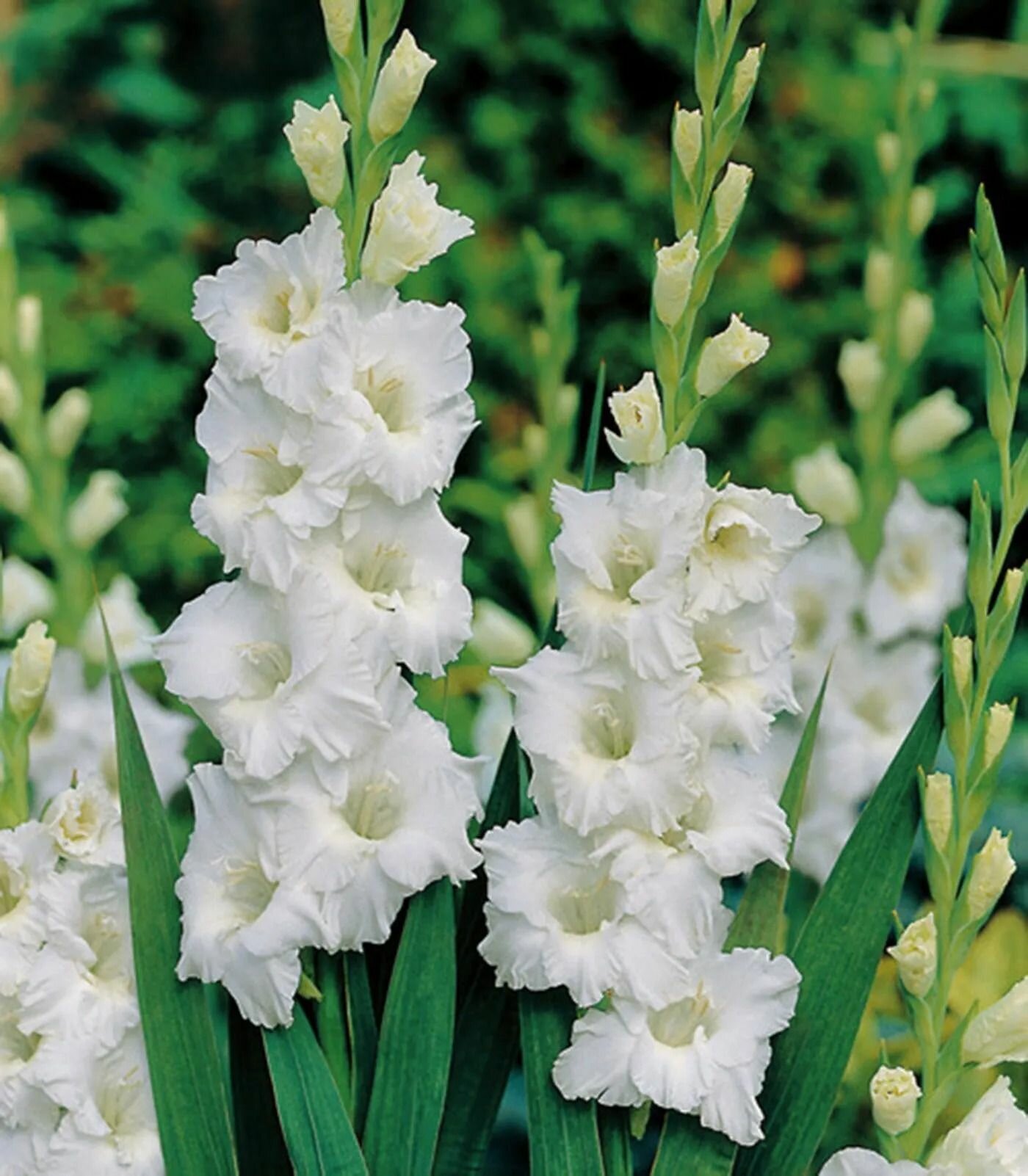 Гладиолус Тарантелла 1 шт