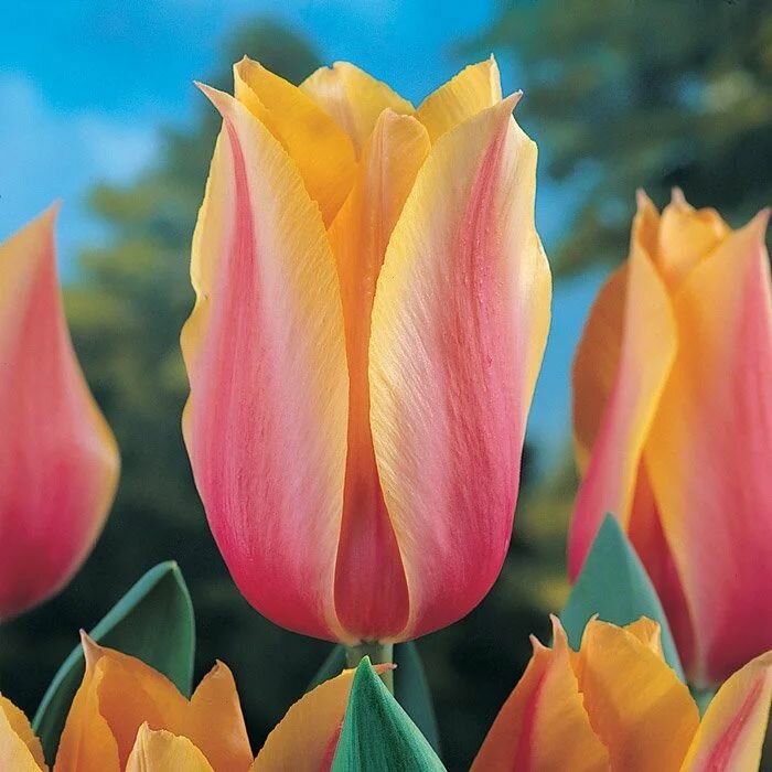 Тюльпан Блашинг Леди 5 шт.