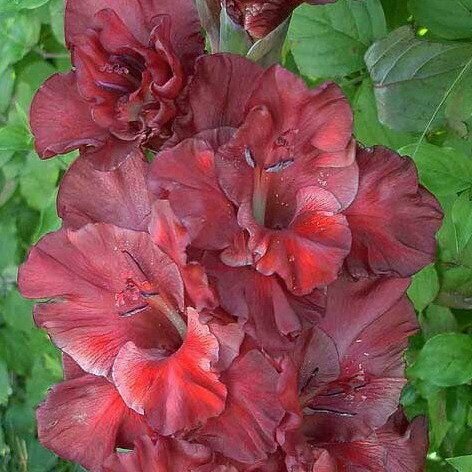 Гладиолус Шоколад 1 шт