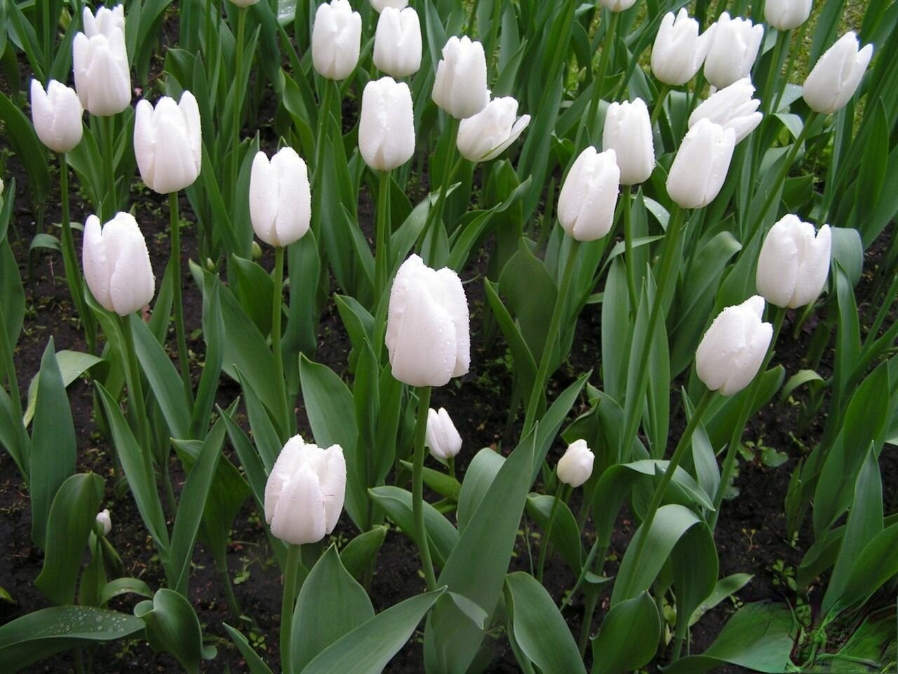 Тюльпан Вайт Мастер 5 шт.