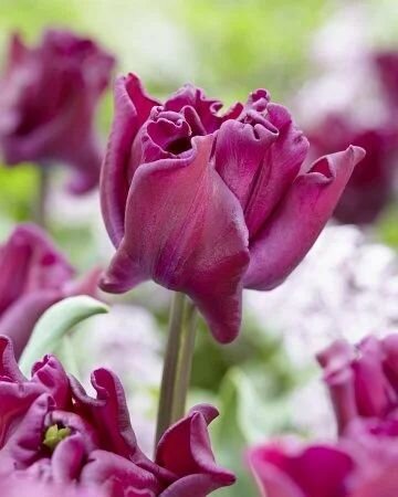 Тюльпан Краун ов Негрита 5 шт.