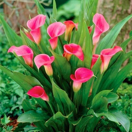 Калла Пинк 1шт